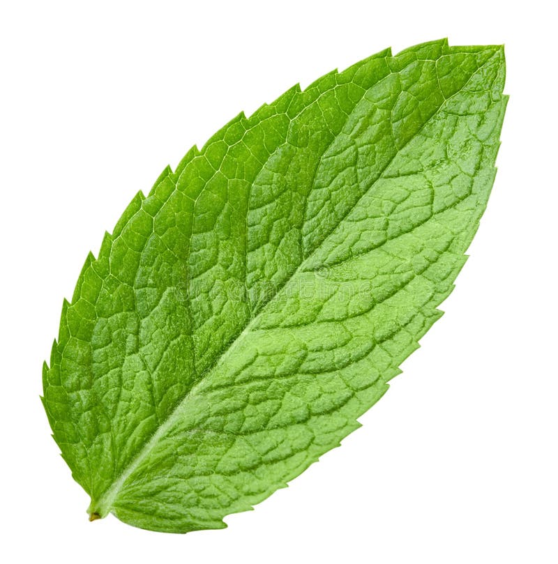 Mint leaves isolated stock image. Image of leaf, mentha - 124668239