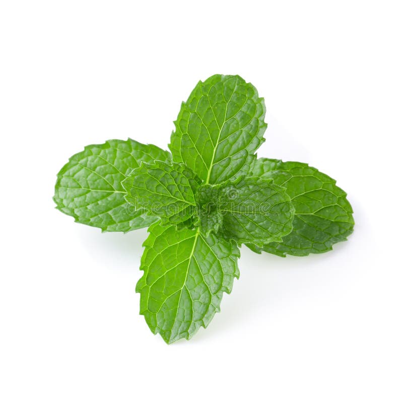 Mint Leaves Isolated Over a White Background Stock Photo - Image of ...