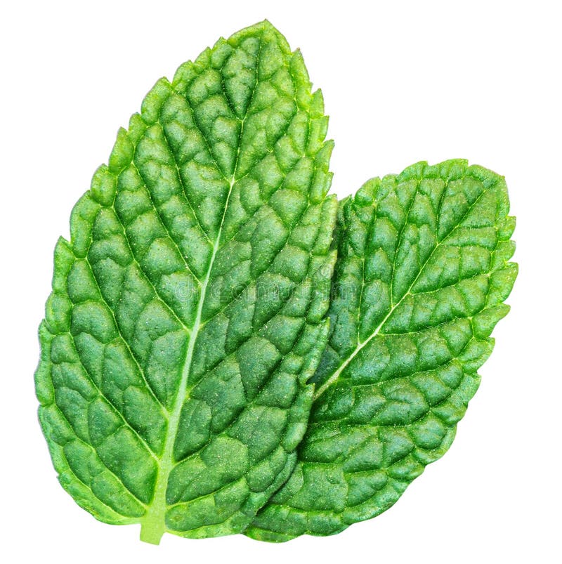 Mint Leaves Isolated on the White Background. Mint, Peppermint (Mentha ...