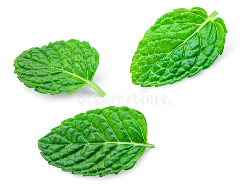 Mint Leaves, Melissa, Isolated on White Background. Set Fresh Mint ...