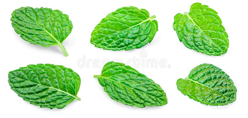 Mint Leaves, Melissa, Isolated on White Background. Set Fresh Mint ...