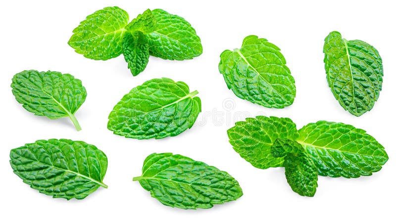 Mint Leaves, Melissa, Isolated on White Background. Set Fresh Mint ...