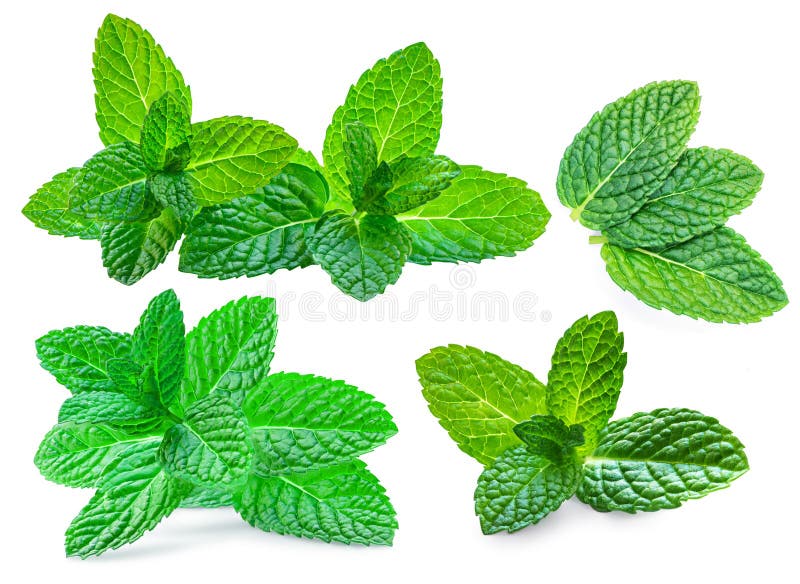Mint Leaves, Melissa, Isolated on White Background. Set Fresh Mint ...