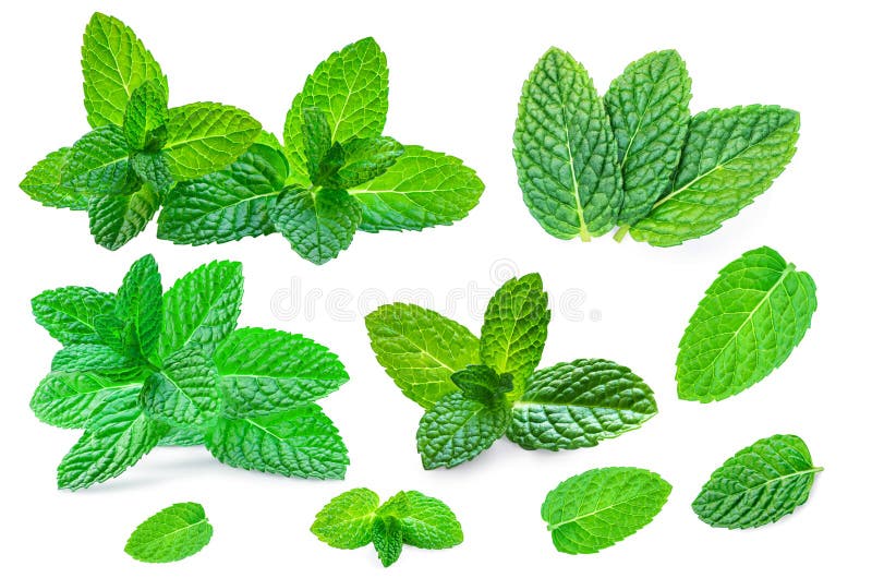Mint Leaves, Melissa, Isolated on White Background. Set Fresh Mint ...