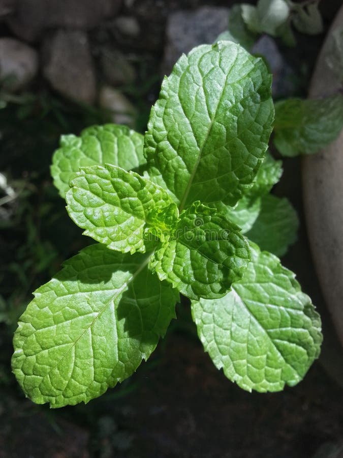 Mint leaves stock image. Image of immunity, garden, mentha - 78451657