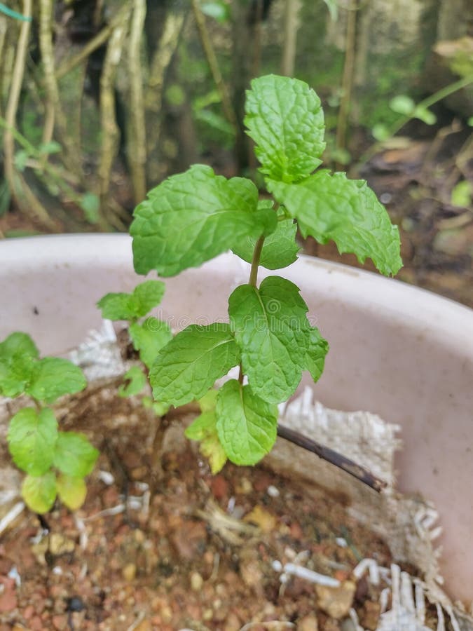 Mint leaves stock image. Image of mint, plant, green - 255779561