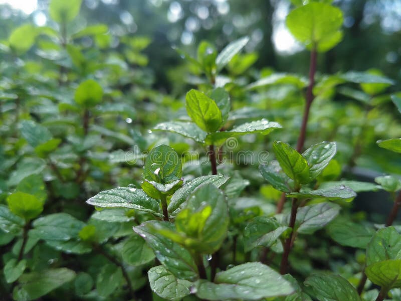 Mint Leaves at Morning with Dew Drops Stock Image - Image of food, mint ...