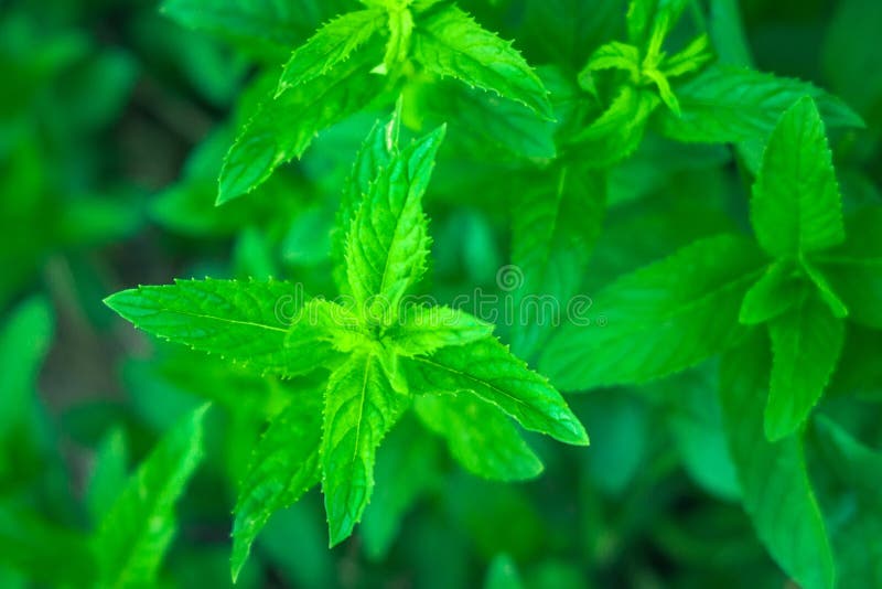Mint Leaves on Natural Background Stock Image - Image of background ...