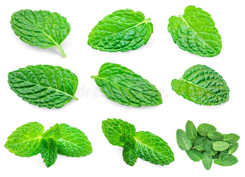 Mint Leaves Pattern. Fresh Melissa Isolated on White Background Stock ...