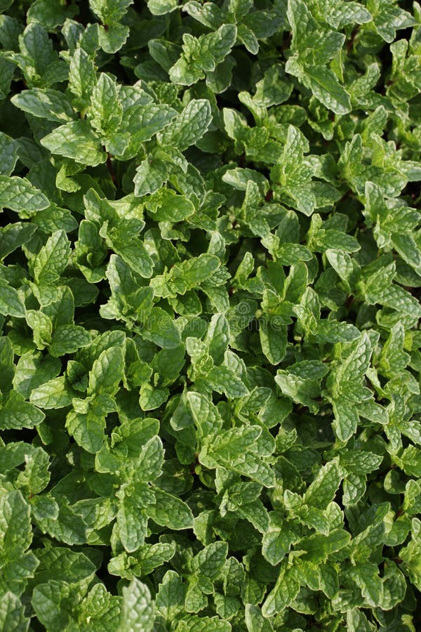 Mint Leaves Plantation and Farming Stock Image - Image of closeup ...