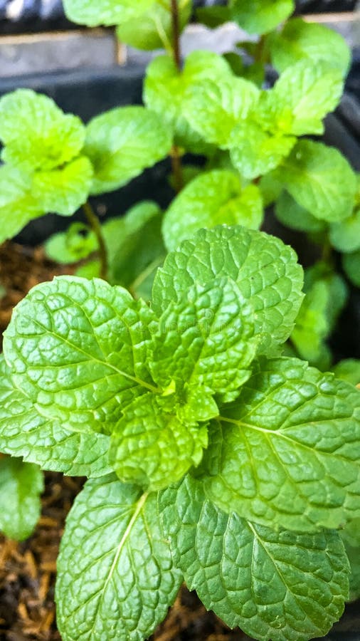 Mint Leaves stock photo. Image of potrait, mint, small - 202106666