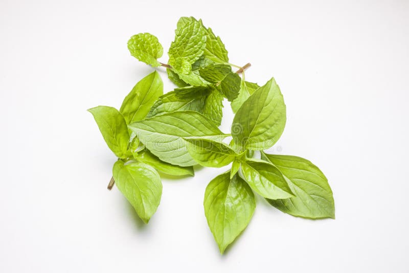 Mint Leaves and Sweet Basil Stock Photo - Image of herbal, flavoring ...