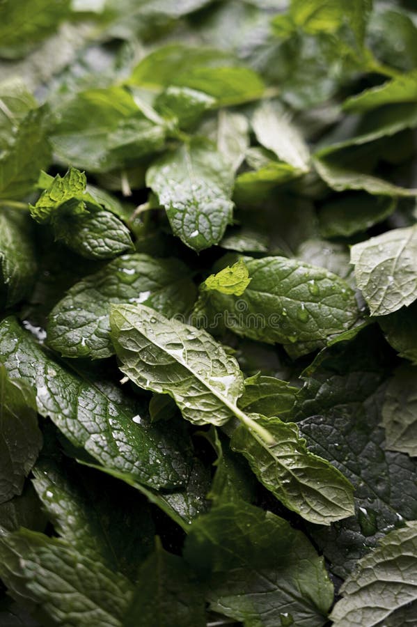 Mint Leaves Texture, Fresh Mint Close Up Stock Image - Image of flavor ...