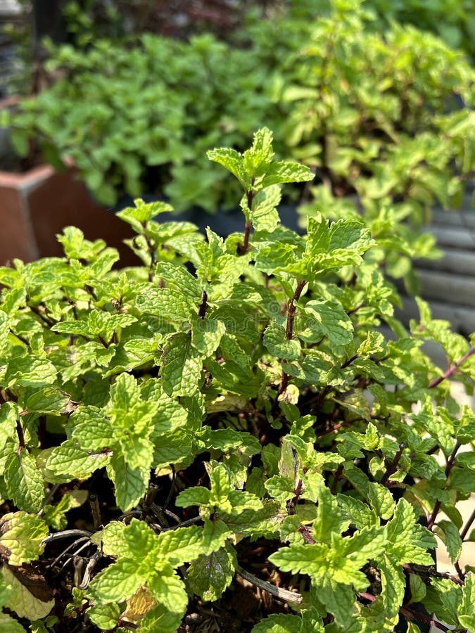 Mint Leaves on Mint Tree, Peppermint on Nature Background Stock Image ...