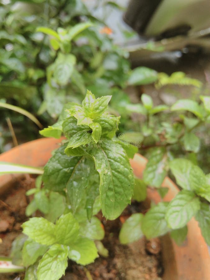 Mint leaves stock image. Image of tree, green, mint, leaves - 75128323