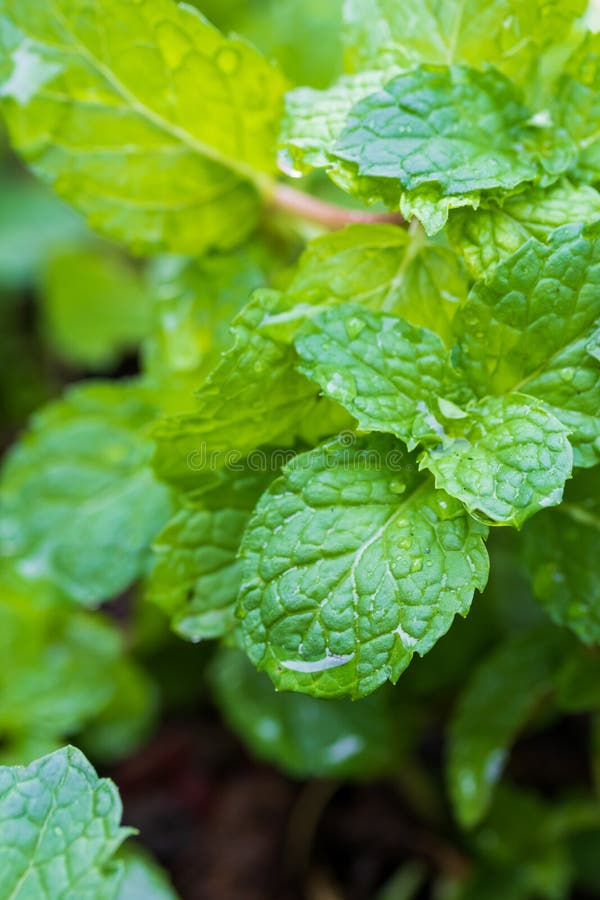 Mint leaves on tree. stock photo. Image of mint, natural - 179865962