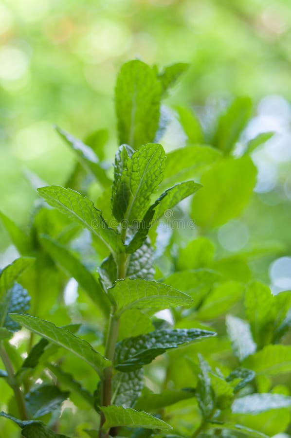 Mint Leaves in the Vegetable Garden Stock Image - Image of botanical ...