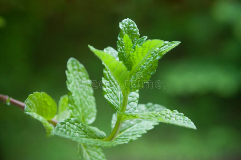 Mint Leaves in the Vegetable Garden Stock Image - Image of mint, aroma ...