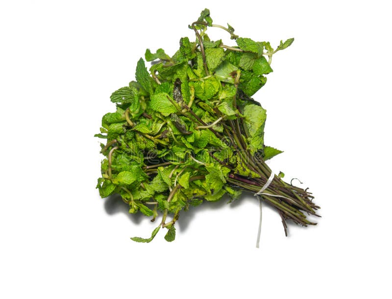 Mint Leaves on a White Background. a Bunch of Useful Grass. Plant ...
