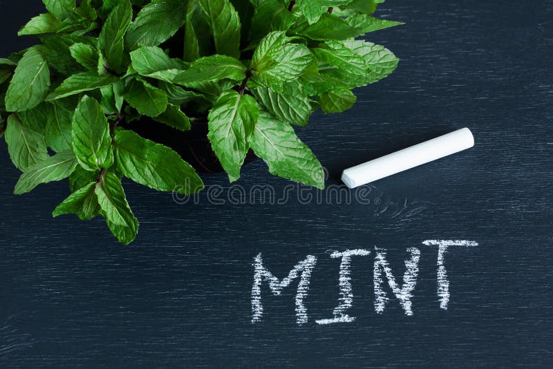 Mint leaves and the word stock photo. Image of drops - 78434346