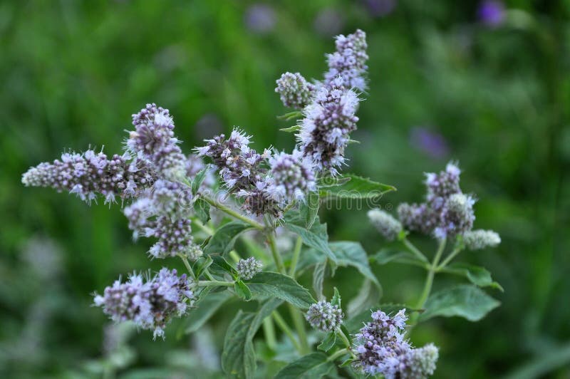 Mint Long-leaved Mentha Longifolia Grows in Nature Stock Image - Image ...