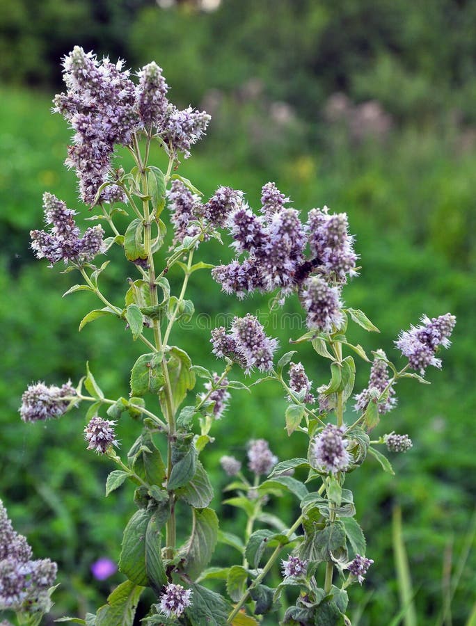 Mint Long-leaved Mentha Longifolia Grows in Nature Stock Image - Image ...