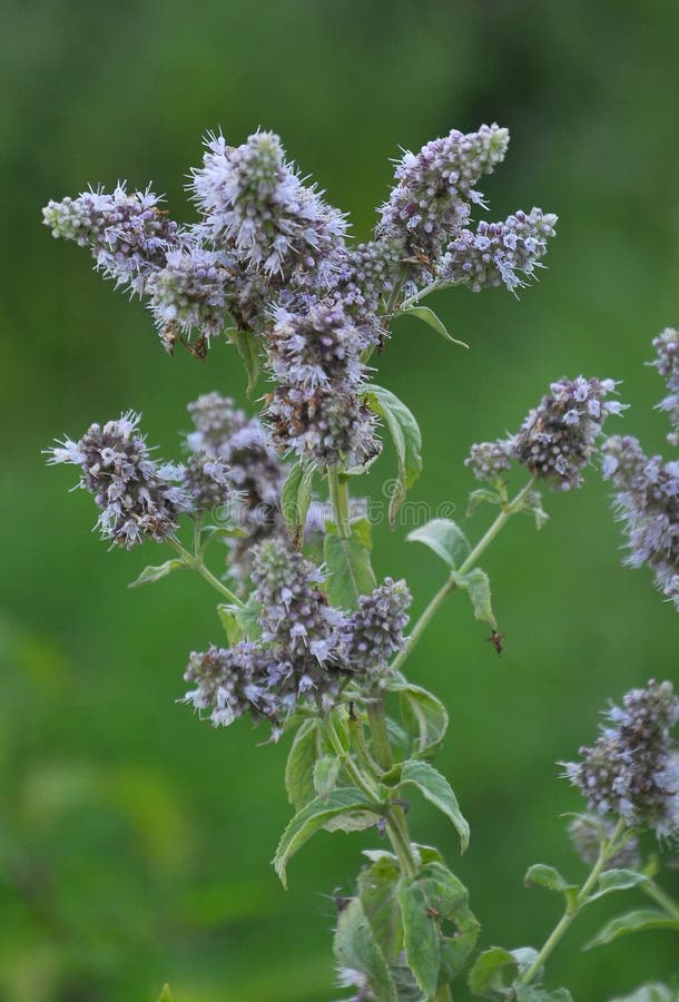 Mint Long-leaved Mentha Longifolia Grows in Nature Stock Image - Image ...