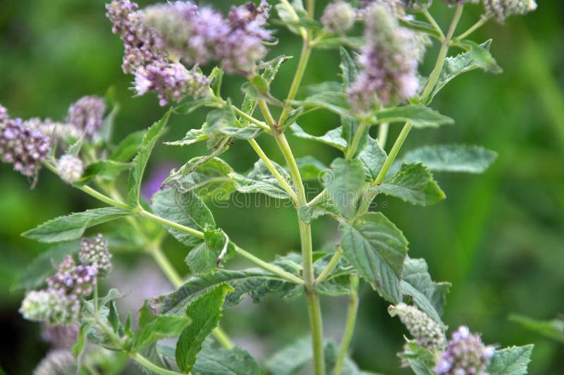 Mint Long-leaved Mentha Longifolia Grows in Nature Stock Photo - Image ...