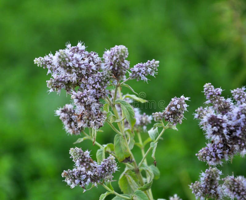 Mint Long-leaved Mentha Longifolia Grows in Nature Stock Photo - Image ...