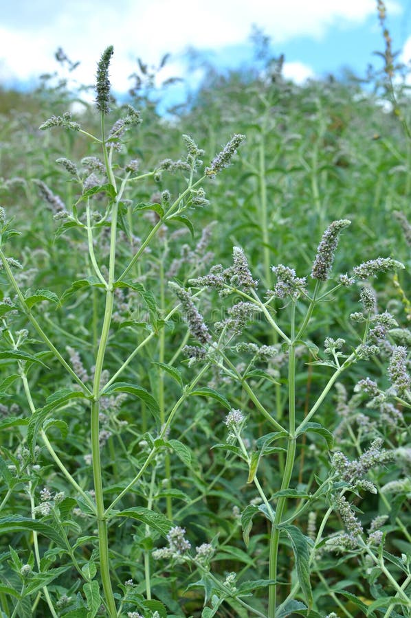 Mint Long-leaved (Mentha Longifolia) Grows in Nature Stock Image ...