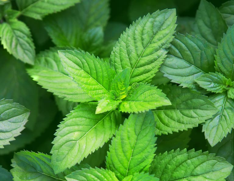 Mint stock photo. Image of fresh, healthy, twig, mentha - 39122226