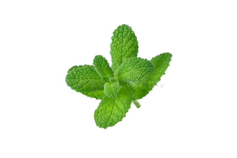 Mint or Mentha Leaves Isolated on White Stock Image - Image of bright ...