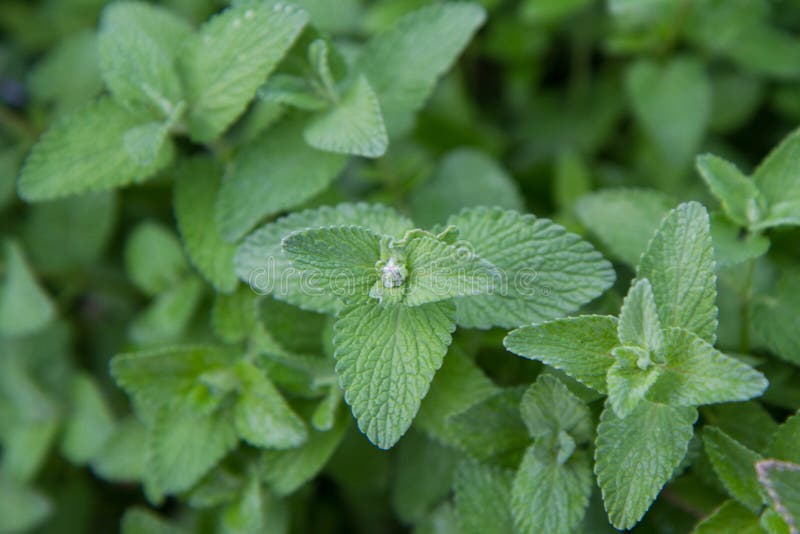 Mint or mentha plant stock photo. Image of flower, melissa - 180830298