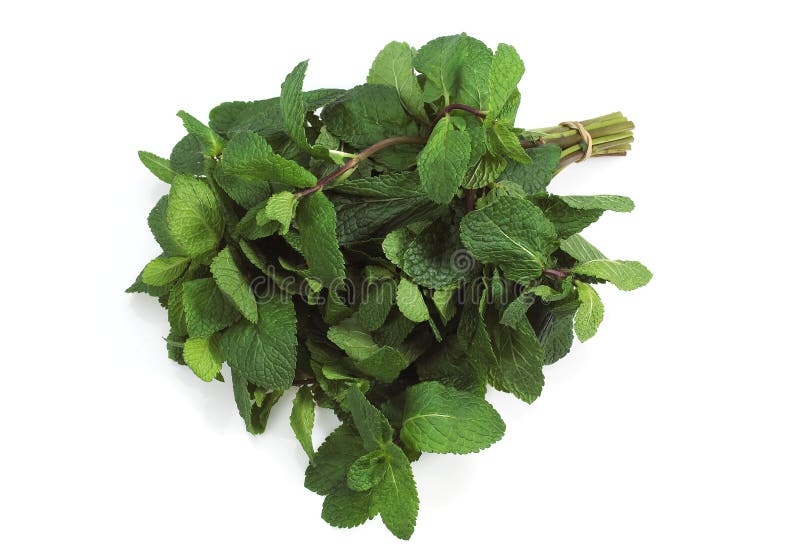 Mint, Mentha Sp. Against White Background Stock Photo - Image of shot ...