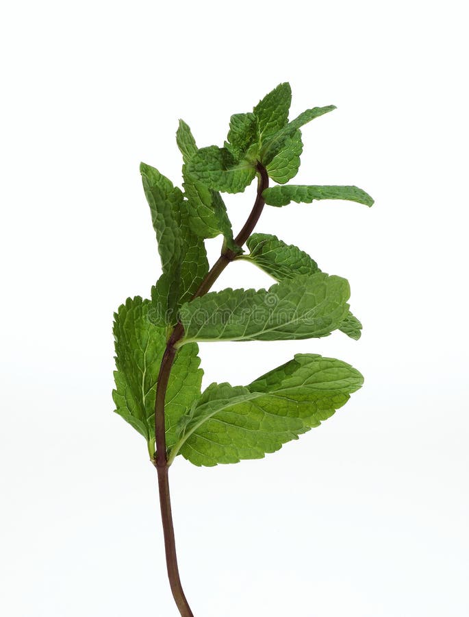 Mint, Mentha Sp. Against White Background Stock Photo - Image of food ...