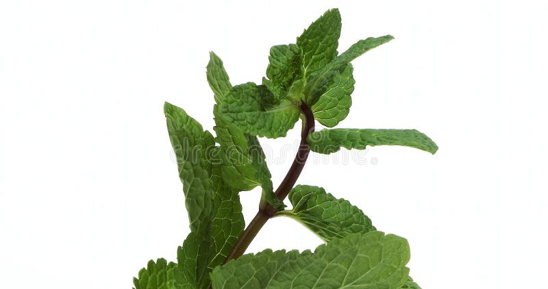 Mint, Mentha Sp. Against White Background Stock Image - Image of shot ...