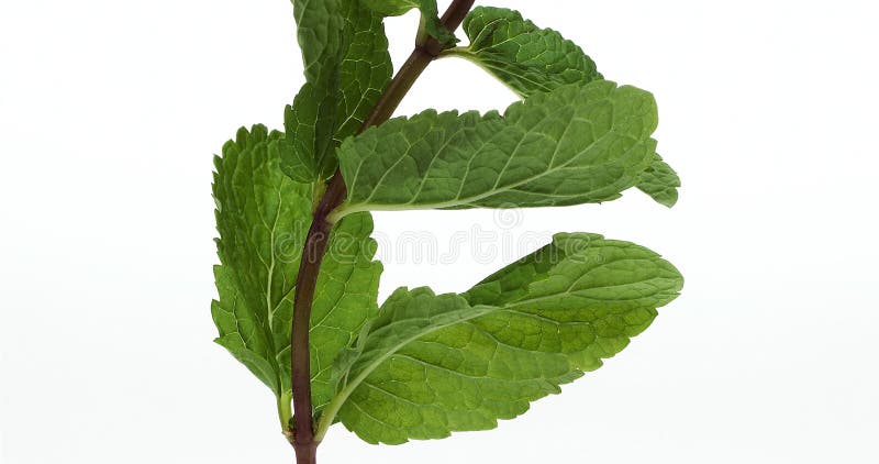 Mint, Mentha Sp. Against White Background Stock Image - Image of ...