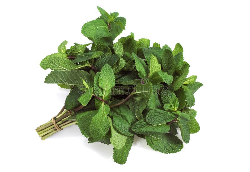 MENTHE stock photo. Image of plant, mint, white, botany - 173365876
