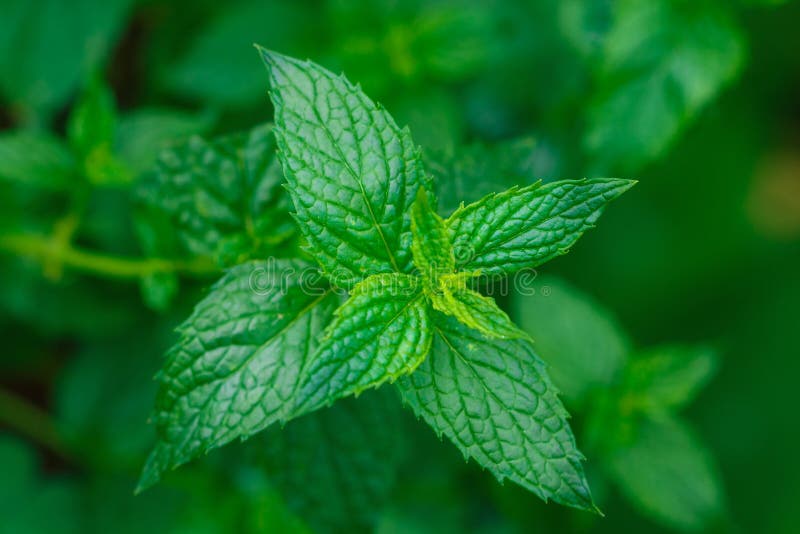 Mint, Mint is a Vegetable Aroma. Stock Image - Image of color, flavor ...