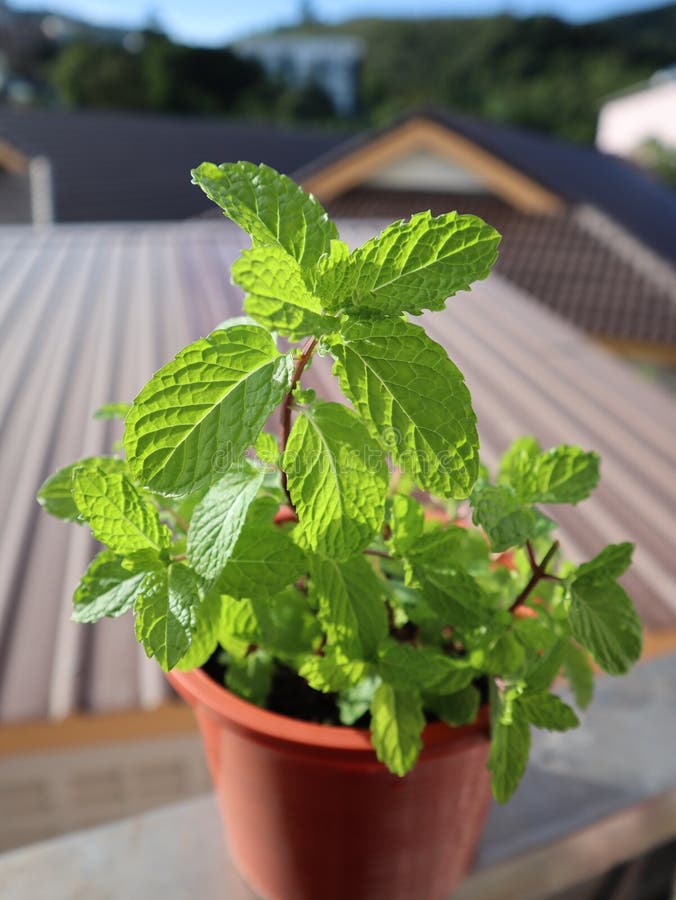 Mint stock photo. Image of vegetables, plant, mint, green - 129953770