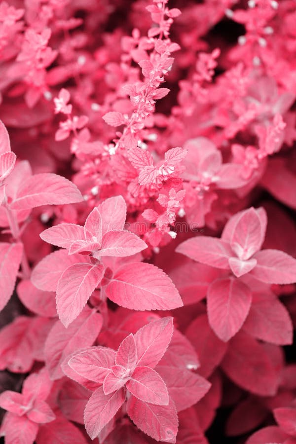 Mint N the Garden, Toned in Pink Stock Photo - Image of flora, color ...