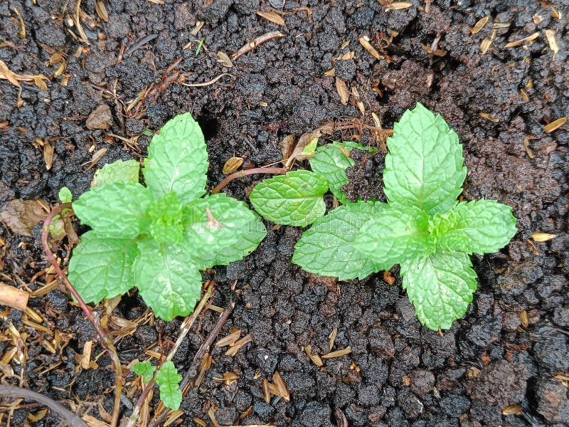 Mint is the Name of a Species of Plant, Including Peppermint and ...