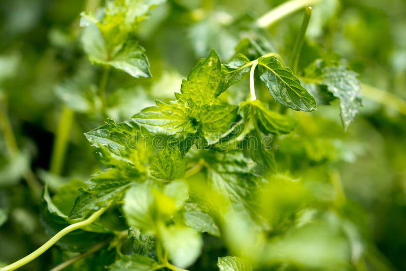 Mint in nature stock photo. Image of mint, garden, fragrant - 103700108