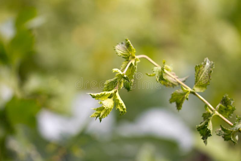 Mint in nature stock photo. Image of food, mentha, aroma - 103856318