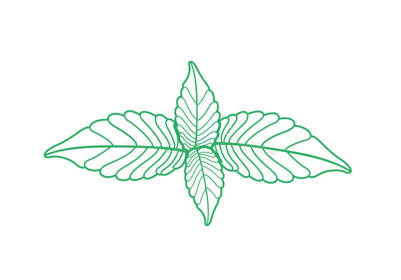 Mint Outline. Isolated Mint on White Background Stock Illustration ...