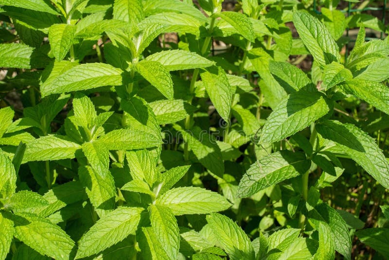 Mint Patch stock image. Image of friulivenezia, leaves - 149500345