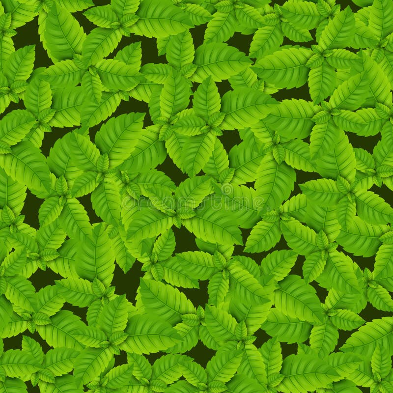 Mint Pattern with Different Bright Green Mint Leaves Stock Vector ...