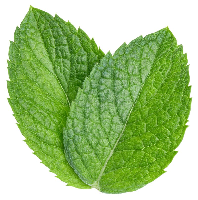 Mint Pepper Leaf Isolated on White Stock Photo - Image of mint, close ...