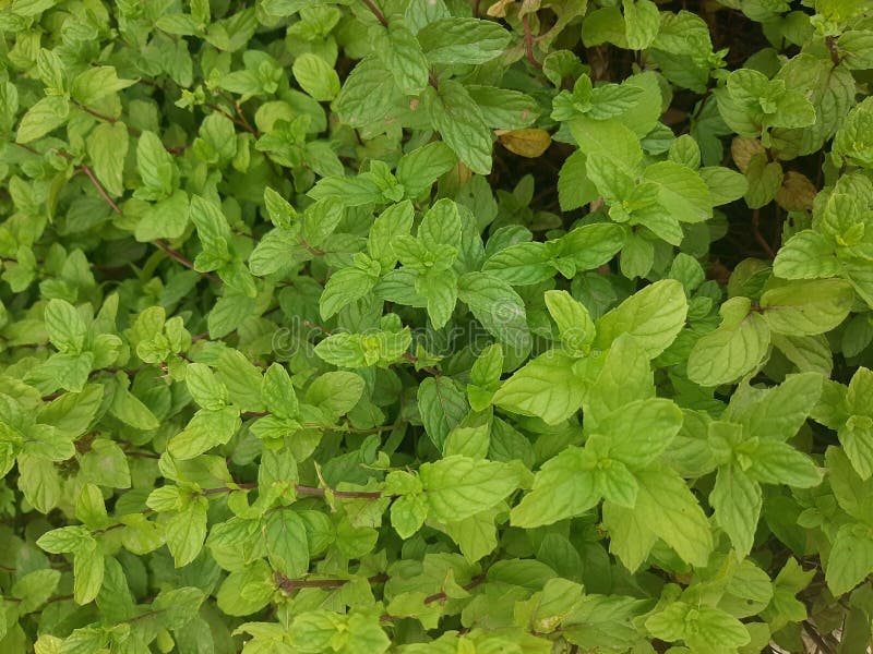 Mint Plant 111 stock photo. Image of food, evergreen - 263971102