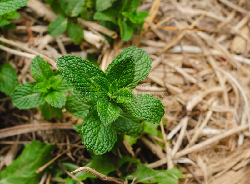 Mint Stolon Stock Photos - Free & Royalty-Free Stock Photos from Dreamstime